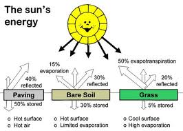 Gardening Naturally with Claudia: Lawns - Benefits of a Healthy Lawn