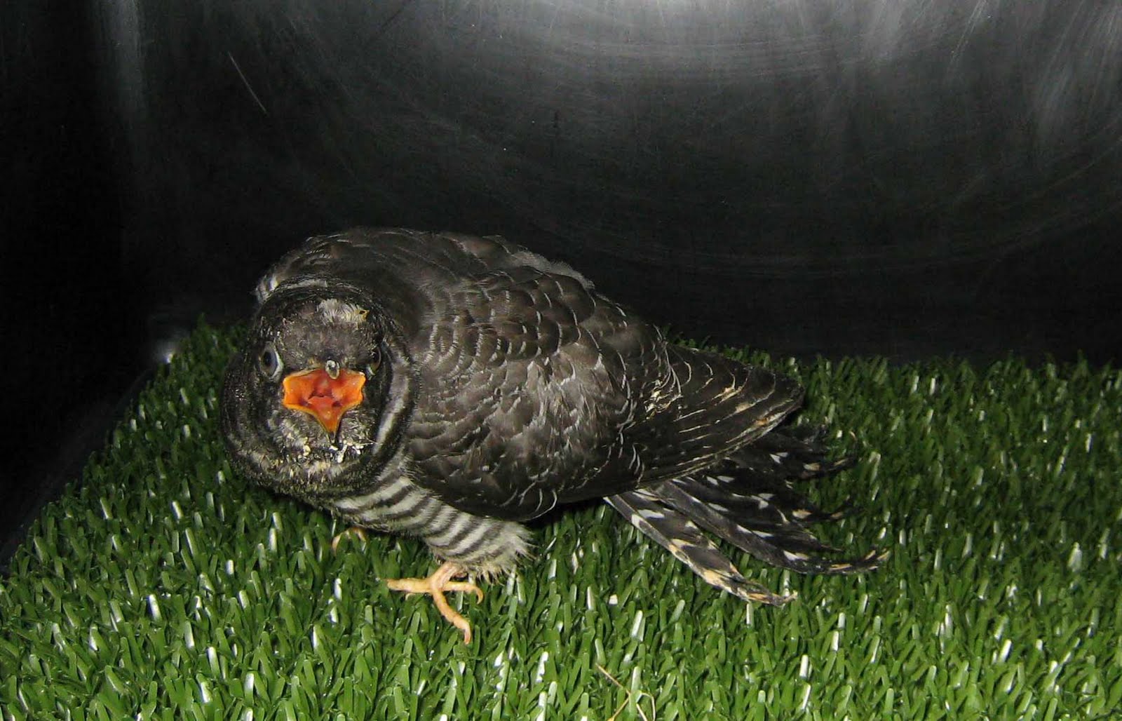 Espécie do mês de Agosto: Cuco-canoro