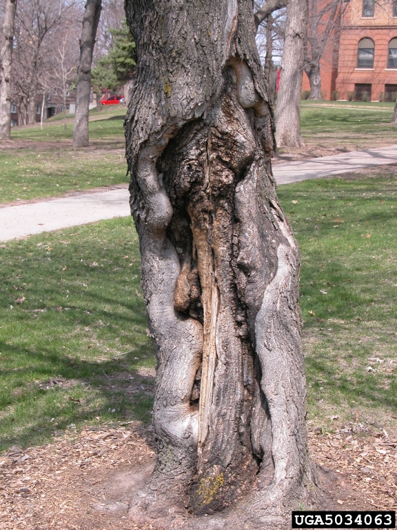 Durham Council of Garden Clubs: Pest Spotlight: Eutypella Canker on ...