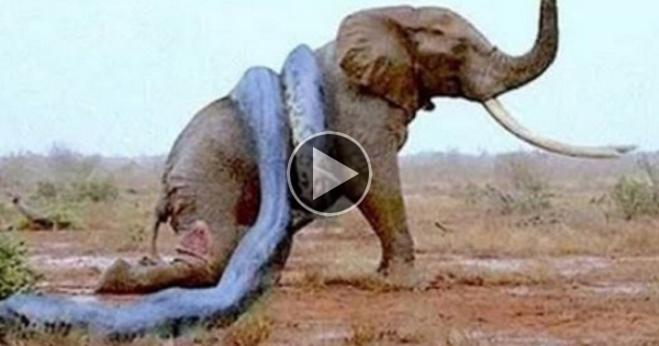 OMG!!! Anaconda VS Elephant