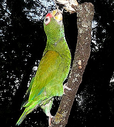 BARRY the BIRDER: Rare new species discovered in Mexico
