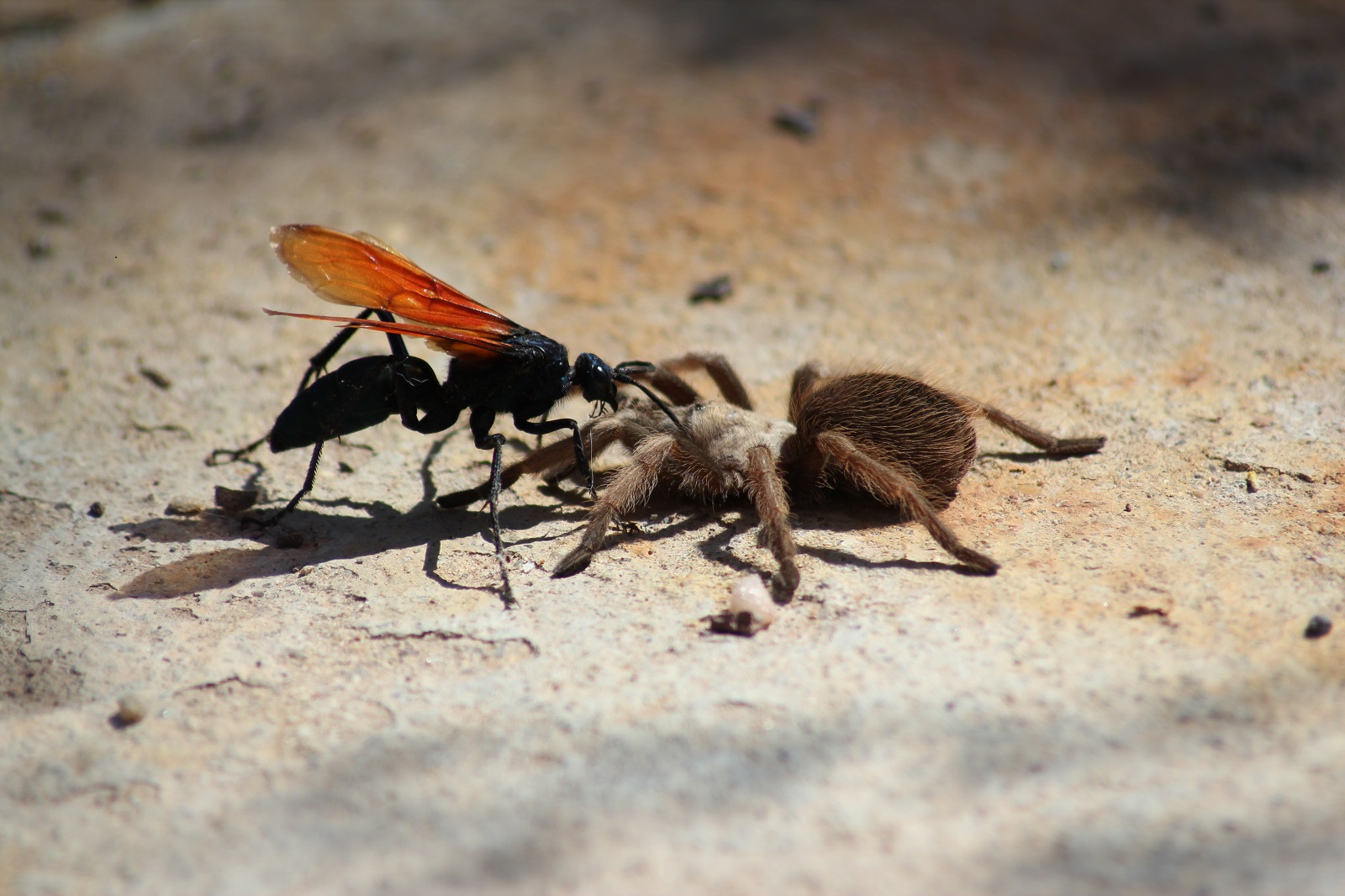 Real Monstrosities: Spider Wasp