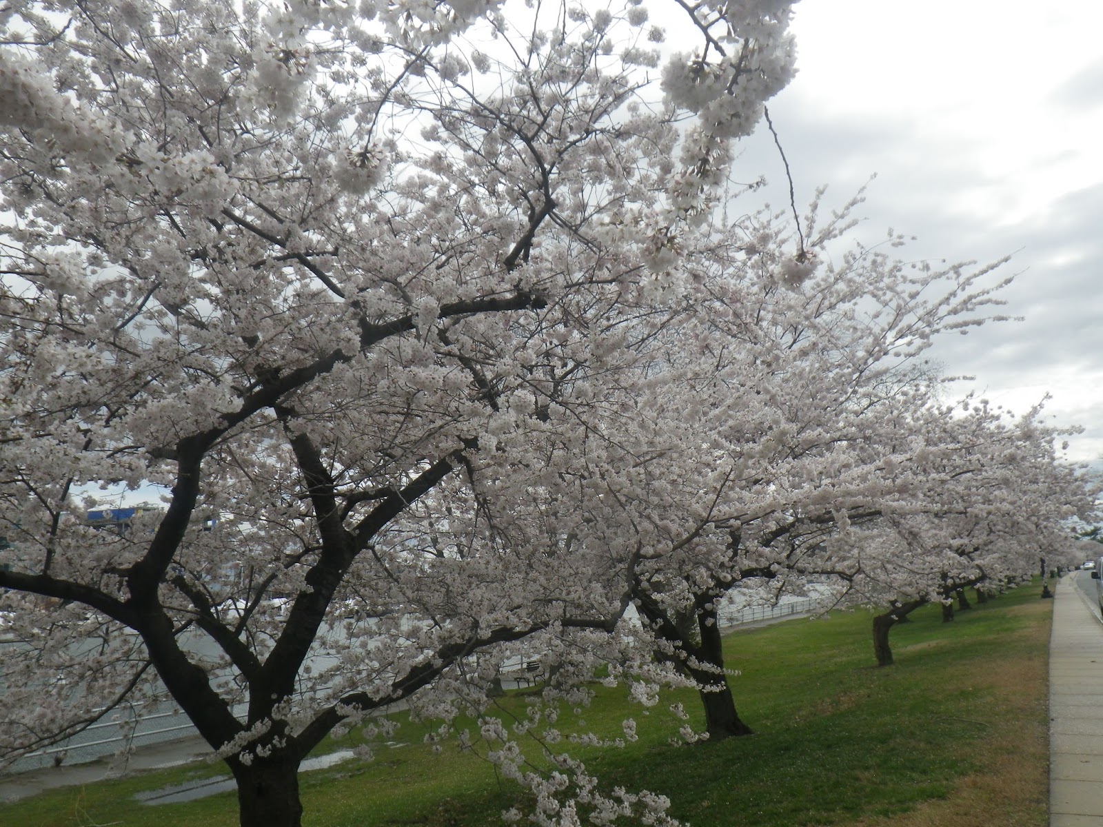 DC Spinster: Cherry Blossoms on Haines Point