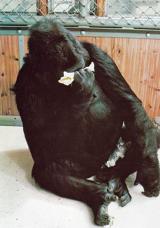 Vintage Kids' Books My Kid Loves: Koko's Kitten