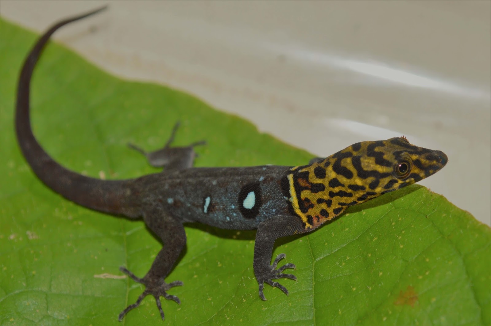 Meet the Lizards of Tobago's Main Ridge