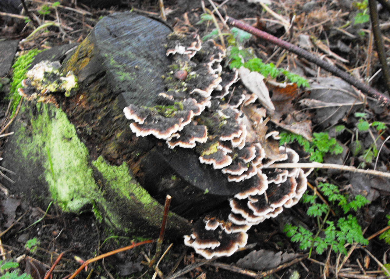 Largo Baywatch: Some Winter Fungi