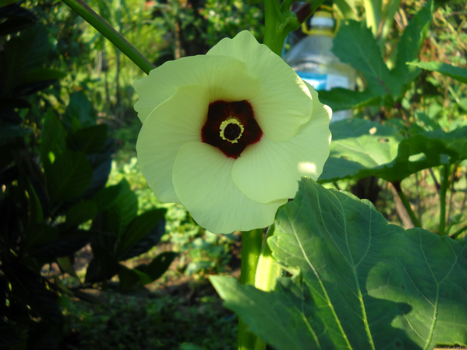 KENALI POKOK SAYANGI POKOK: KACANG BENDI