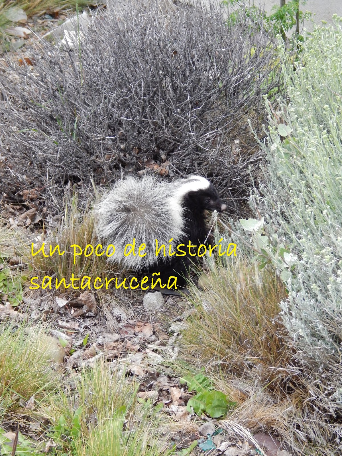 Un poco de historia santacruceña: PUERTO COIG