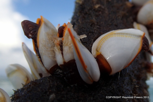 Pelagic Goose Barnacle