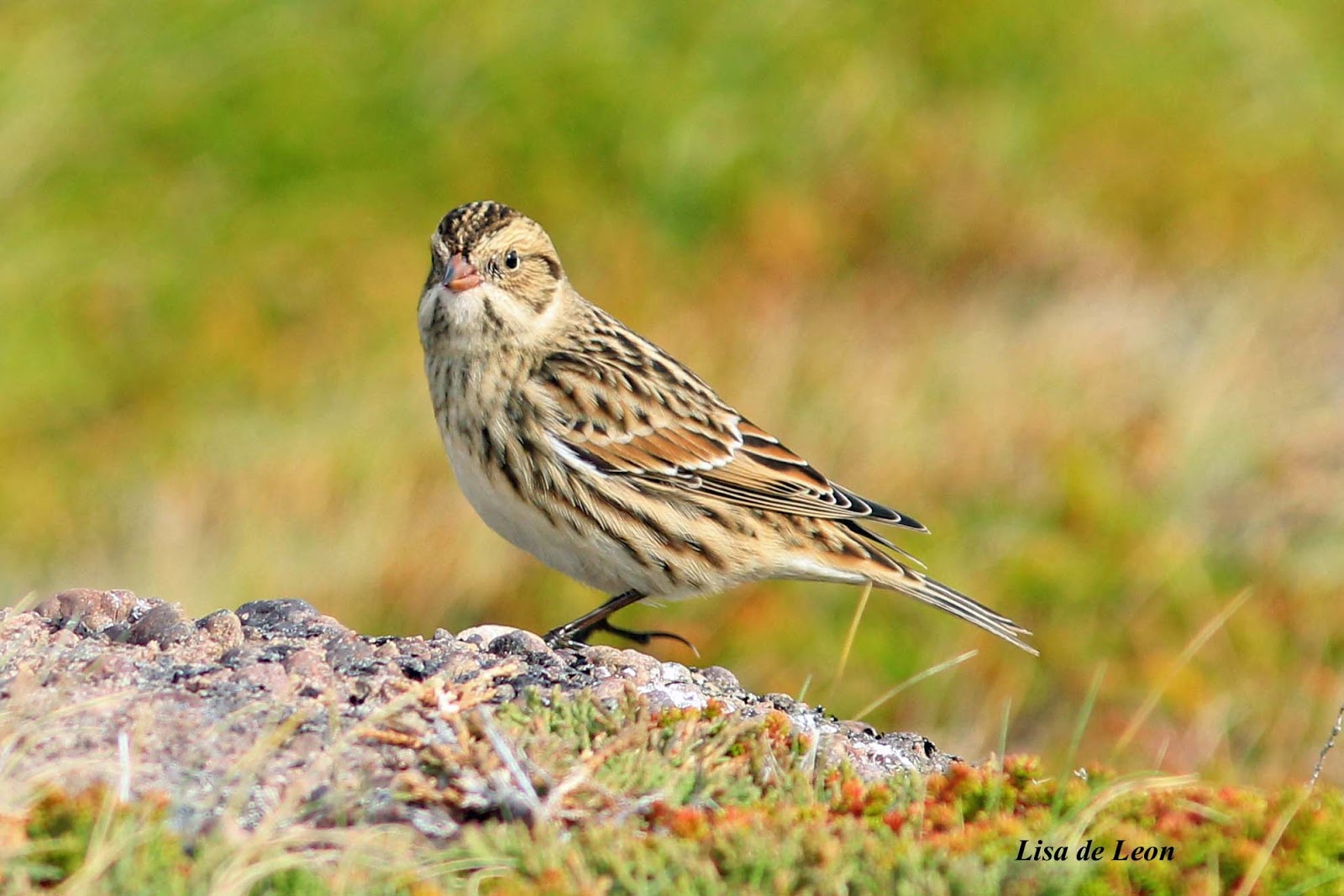 Birding with Lisa de Leon: Lapland Longspur