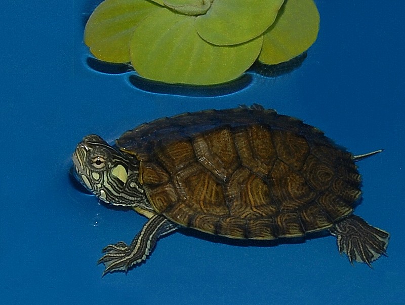 Perbedaan antara Spesies, Hybrid, dan Morph - Turtle of the World (Gallery)