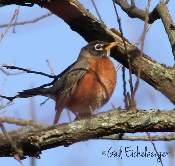clay and limestone: Wildflower Wednesday: Harbinger-of-Spring