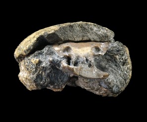 Vvek's Pedia: 100 facts about the brain