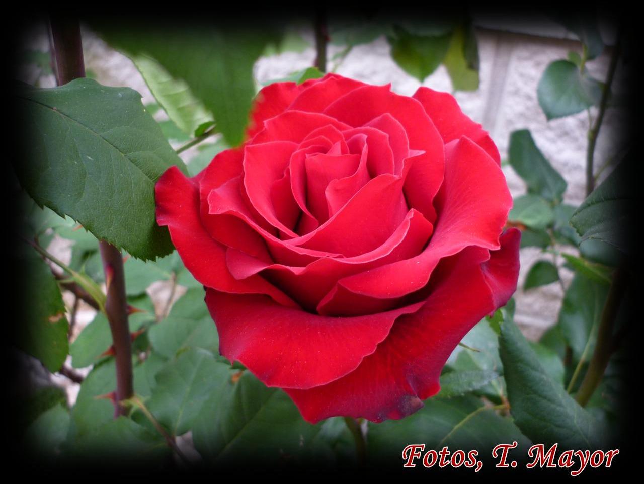 Flores y plantas silvestres: " Rosa spp ". Rosal, Rosa.