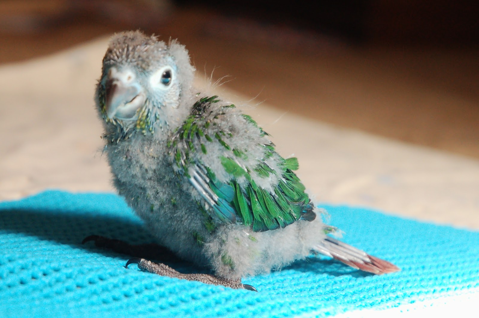 Quaker and Conure Buddies of Illinois: Conure Baby Photo Diary