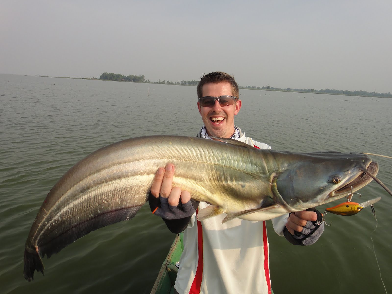 Thailand Giant Snakehead (Toman) And Wild Fishing.: Ikan Tapah ...