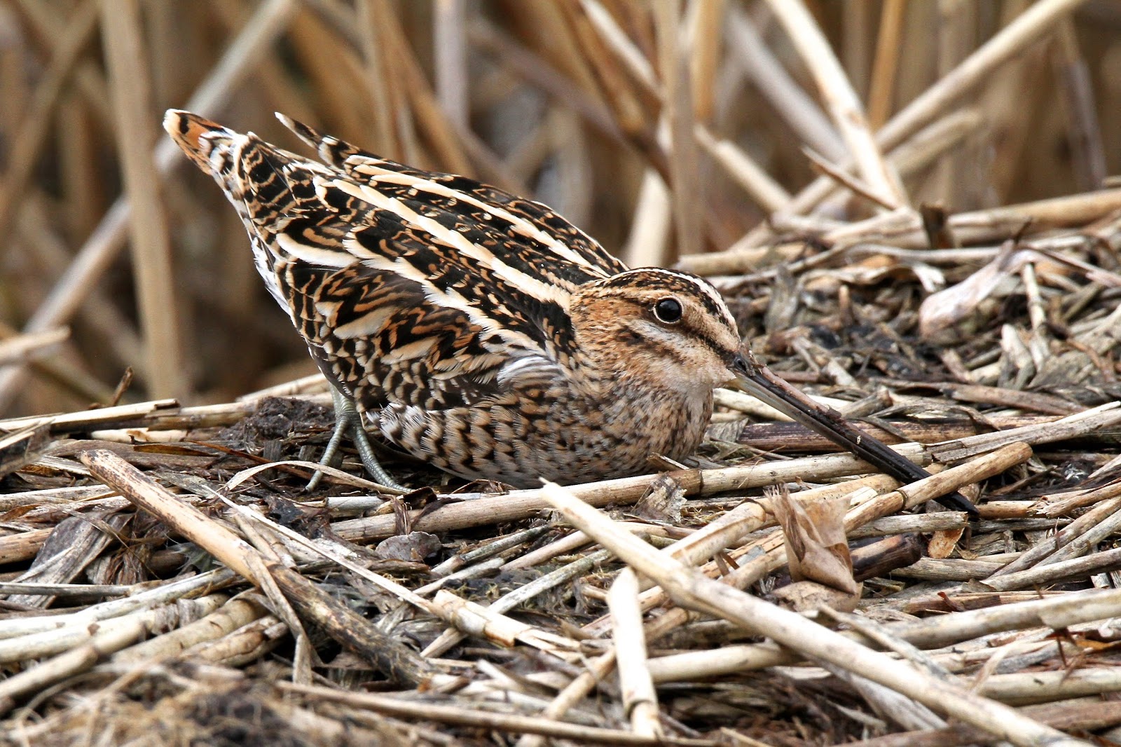 TrogTrogBlog: Bird of the Week - Common snipe