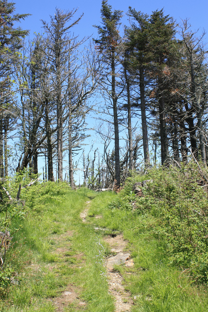Mt. Mitchell State Park