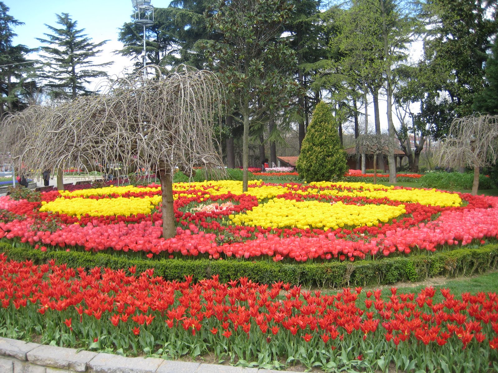 suzies turkish delights: Did you know tulips began in Turkey? Tulips at ...