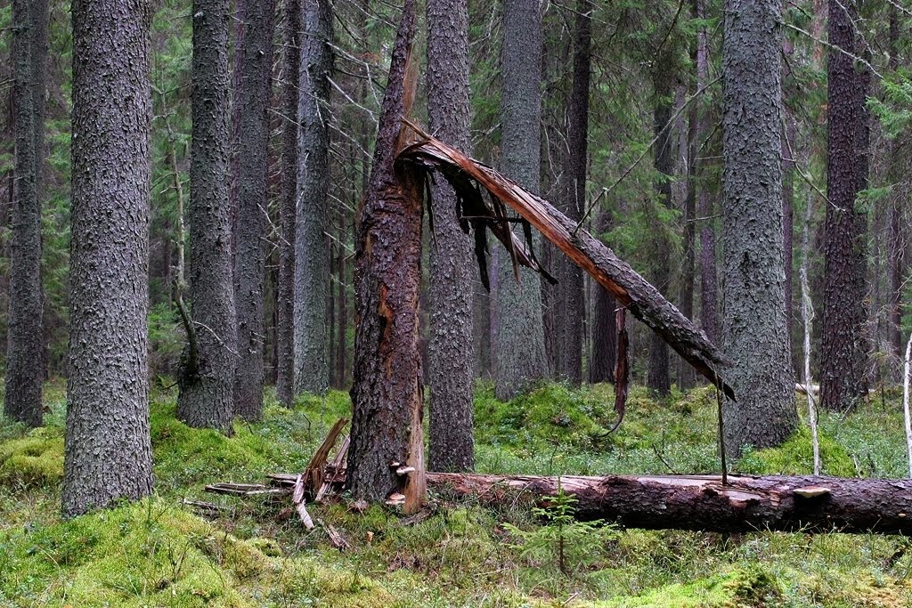 Estonian Nature Tours: LEADER ja KIK-i taotlusvoorud on avanenud!