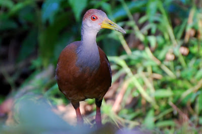 Riha in Costa Rica: Early Morning Bird Walk