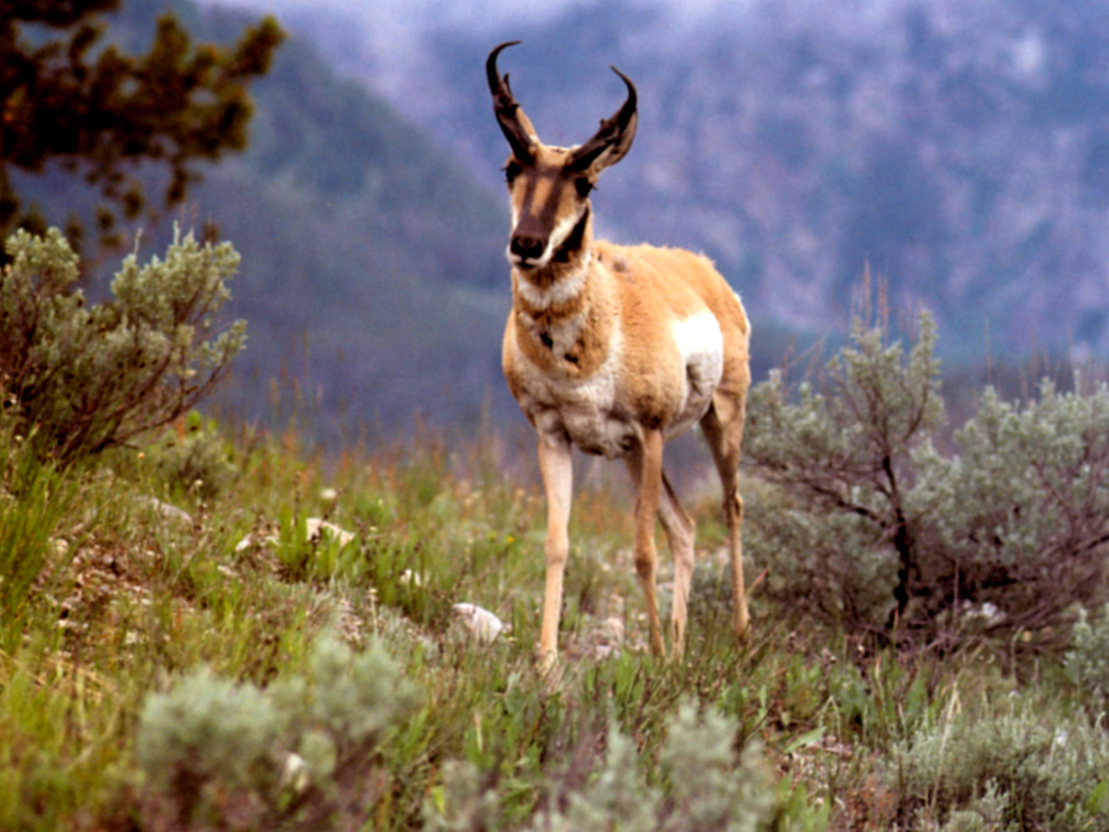 High Definition New Wallpapers: Pronghorn Wallpaper