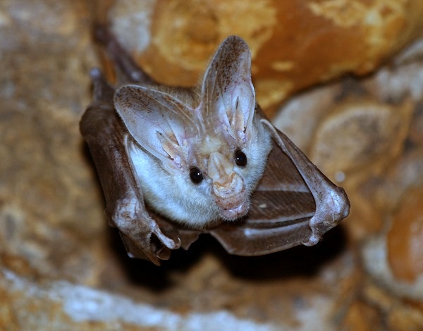 Info on Bats | Ghost Bat