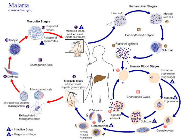 Differences between strict and opportunistic pathogens - Biology Articles
