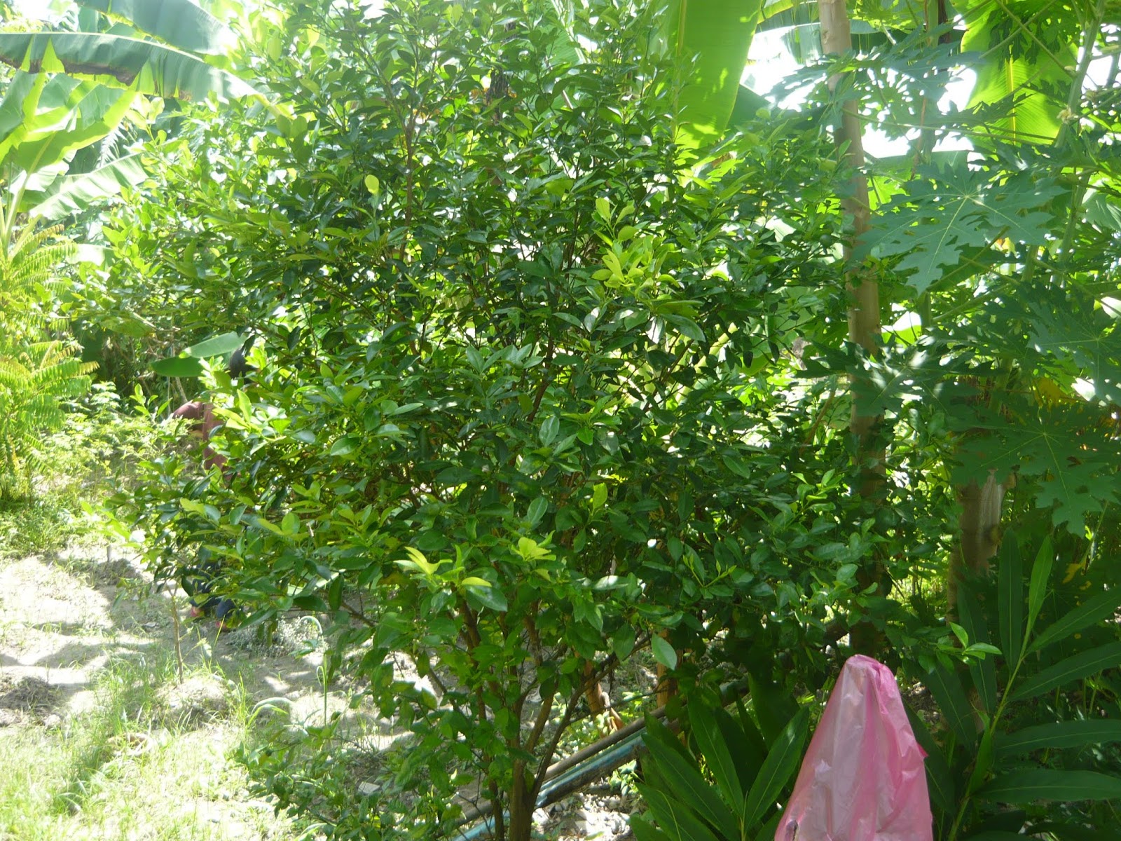 nama saintifik daun inai - David Hobbs