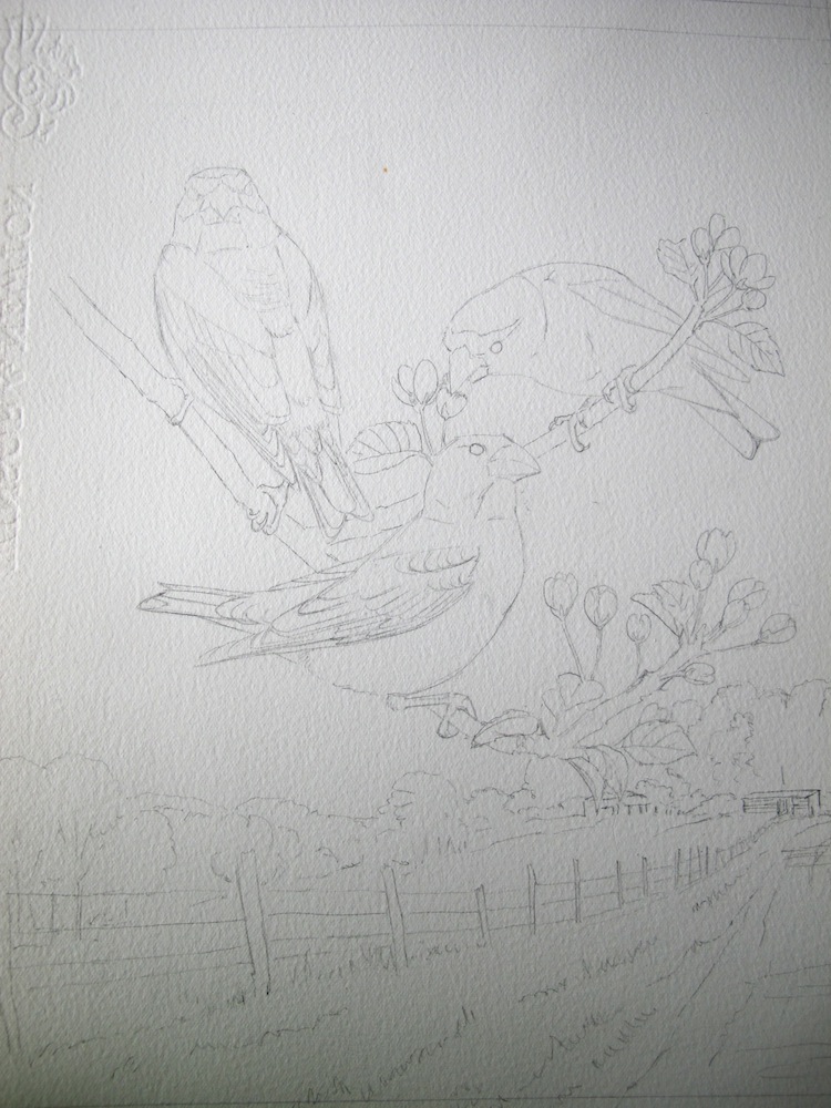 Julie Zickefoose on Blogspot: ABA's Bird of the Year, as Rendered by Zick.