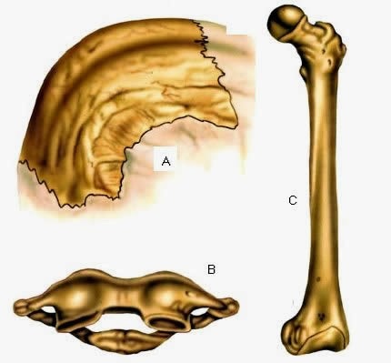 aula cientifica: A LOCOMOÇÃO :OSSOS E MÚSCULOS
