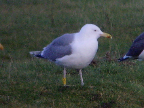 Birding North Unst: 16th December 2012 West Rise Marsh & Exceat Bridge
