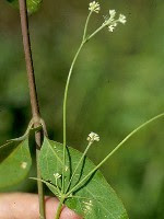 PLANTAS E ERVAS E FRUTOS QUE CURAM: ERVA FÁFIA