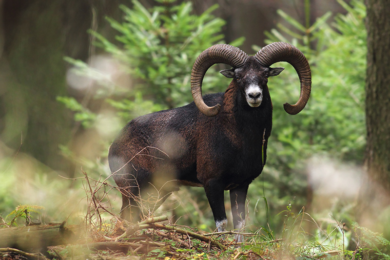 MYSLIVOST: MUFLON OBECNÝ V LESE