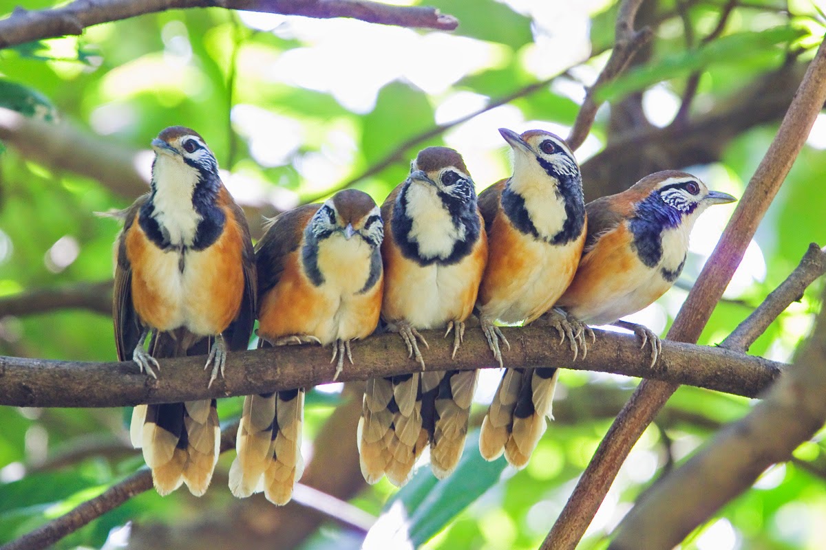 As The Crow Flies - a Hong Kong Birding Blog: A Little Haven in Shek ...
