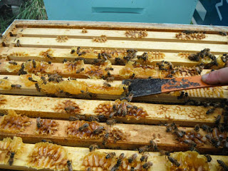 The Bee Journal: How to add a Treatment to a Hive