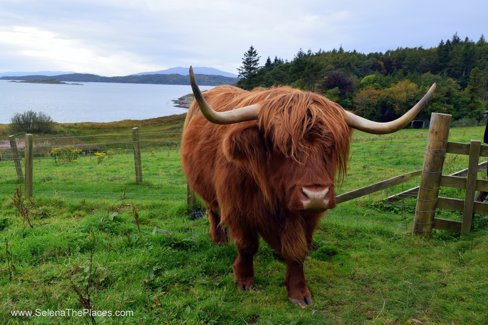 Oh, the places we will go!: A Coo & a Castle in Oban, Scotland