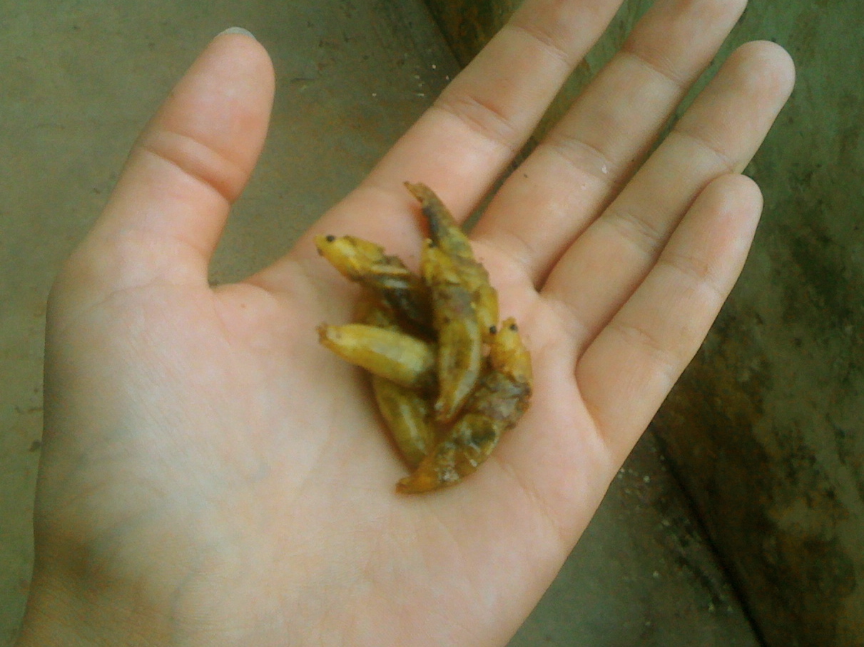 Volunteer in Jinja: HEUSCHRECKEN ESSEN