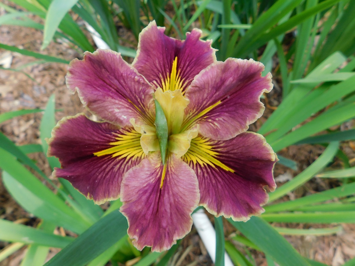 World of Irises: Diversity of Color in Louisiana Irises - Red Irises
