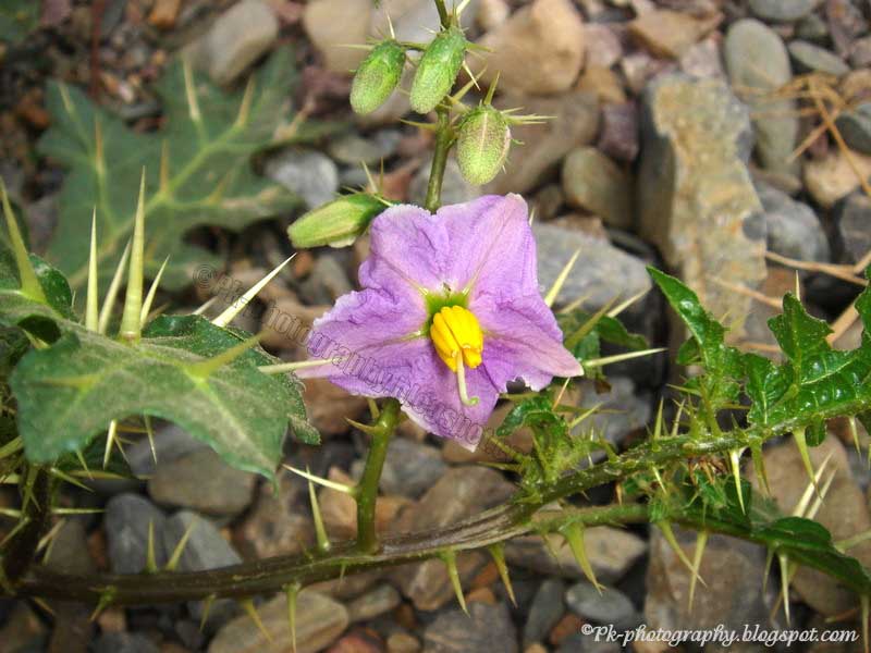 Kantakari-Solanum xanthocarpum | Nature, Cultural, and Travel ...