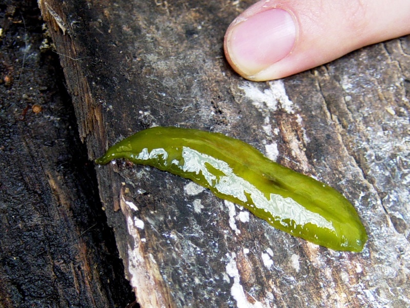 Real Monstrosities: Land Planarian