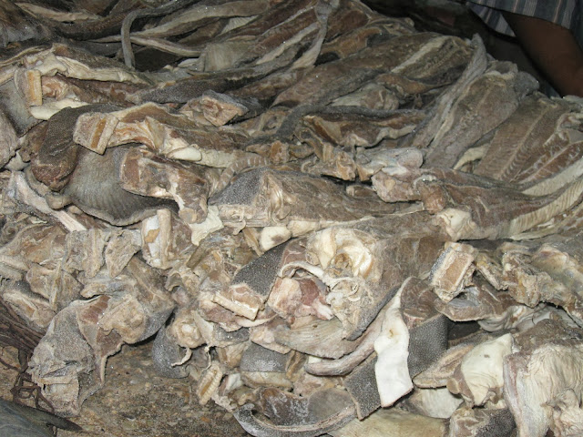 Kariakoo Market Corporation: SAMAKI: NGURU, SANGARA, TAA WANAPATIKANA ...