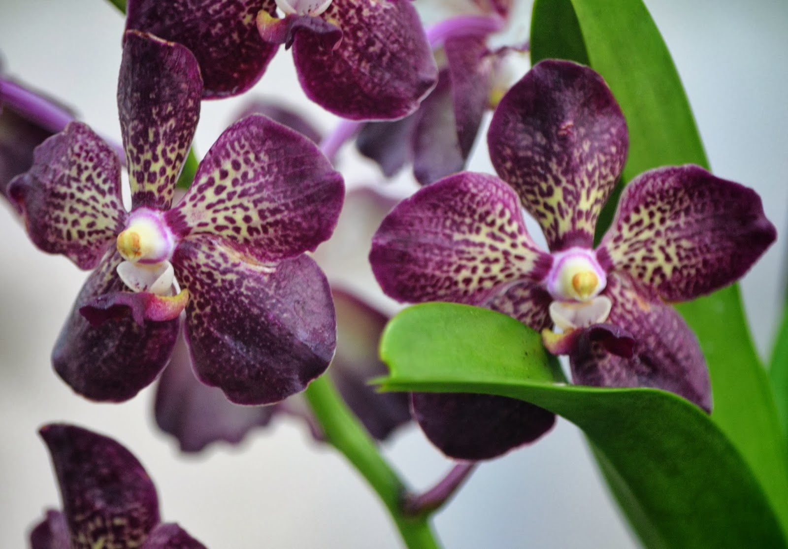 4 da Love of Orchids: Vanda fuchs delight x V. Merlilii