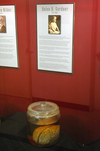 OTIS (Odd Things I've Seen): The New York Grimpendium: Wilder Brain ...