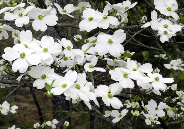 Blue Country Magic: Dogwood Blooms