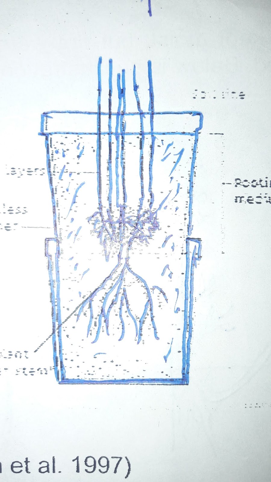 layering plant propagation technique & its types - Plantbay
