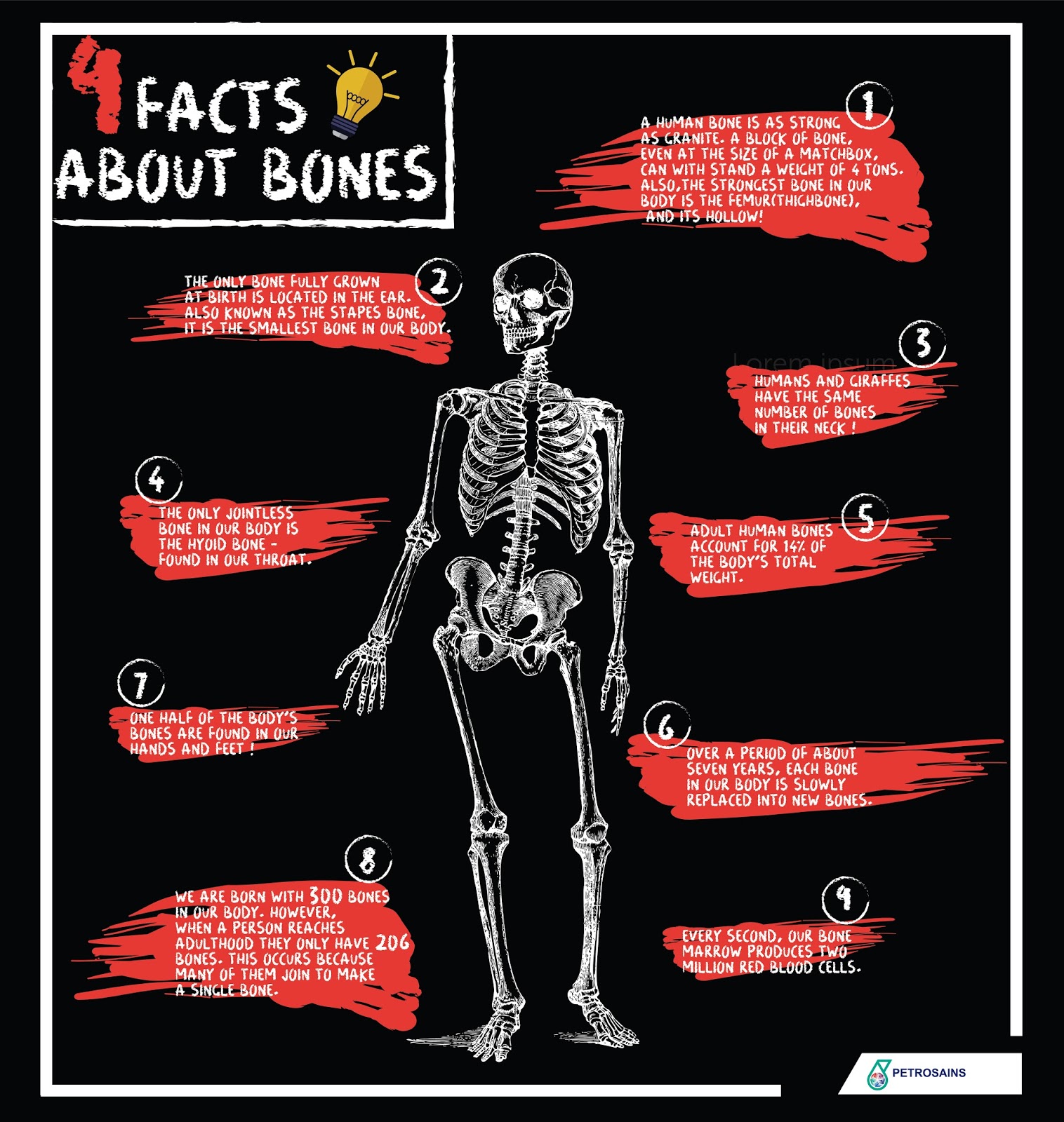 Creating Wonder - the Petrosains Blog: 9 Facts About Bones