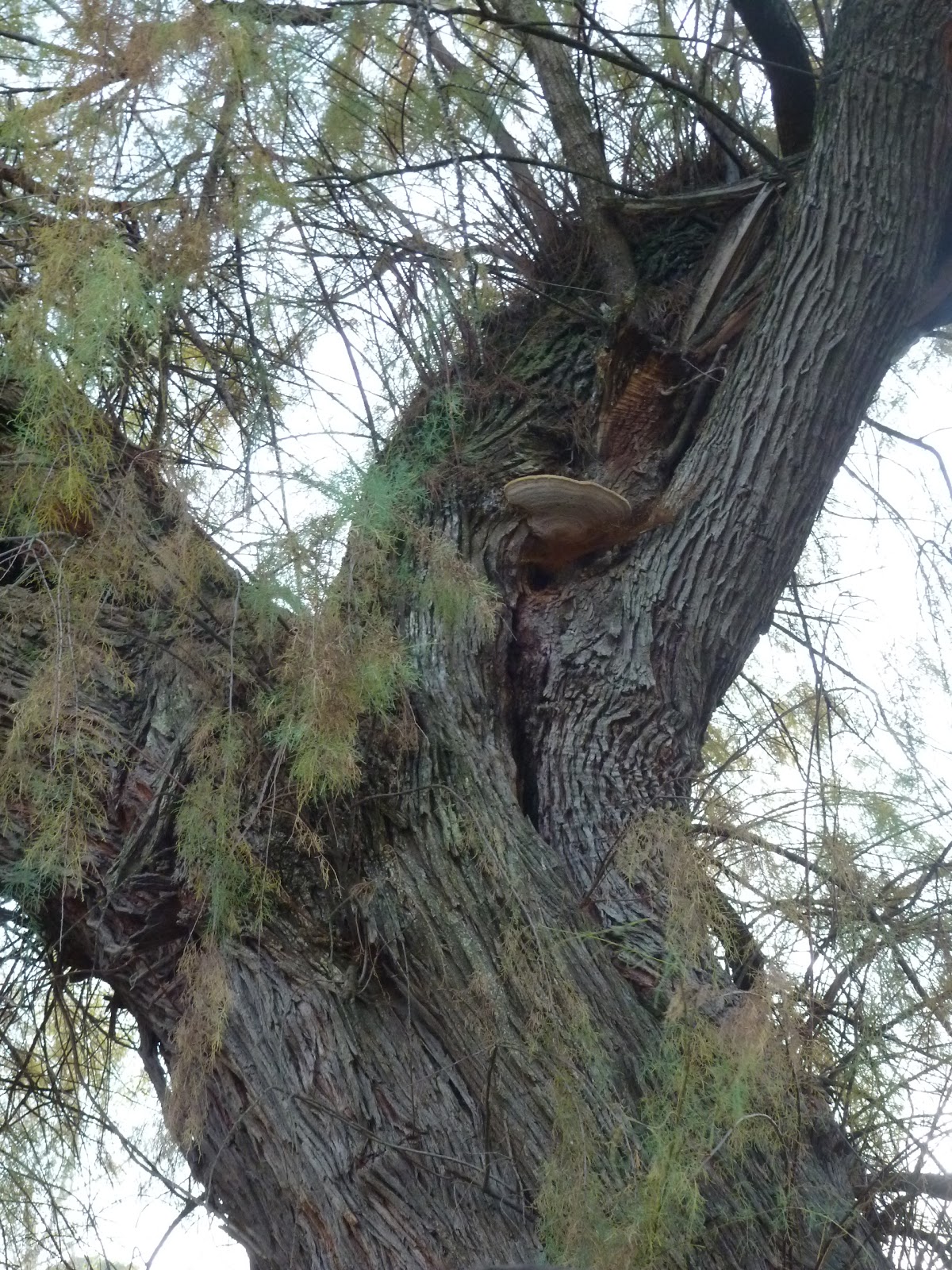 RUTAMANIA: RUTA LA MARMOTA NOV-2012