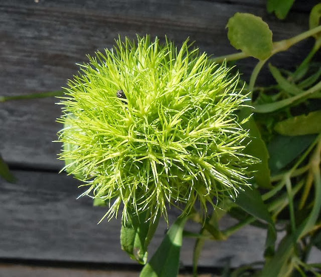 My Virtual Garden 2: Chicago Botanic Gardens