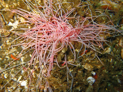 Real Monstrosities: Spaghetti Worms and Spaghettier Worms
